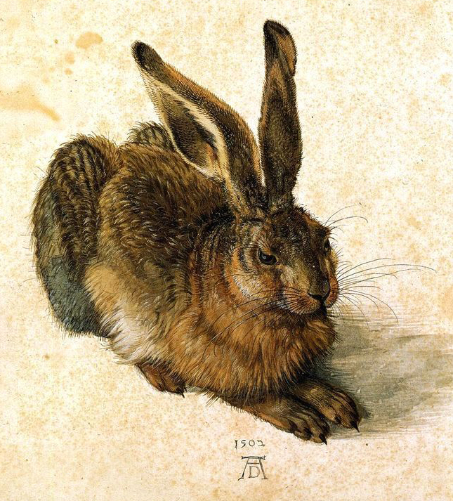 A Young Hare by Albrecht Dürer - 1502
